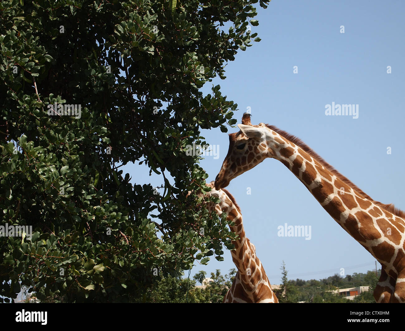Autumn leaves giraffe hi-res stock photography and images - Alamy