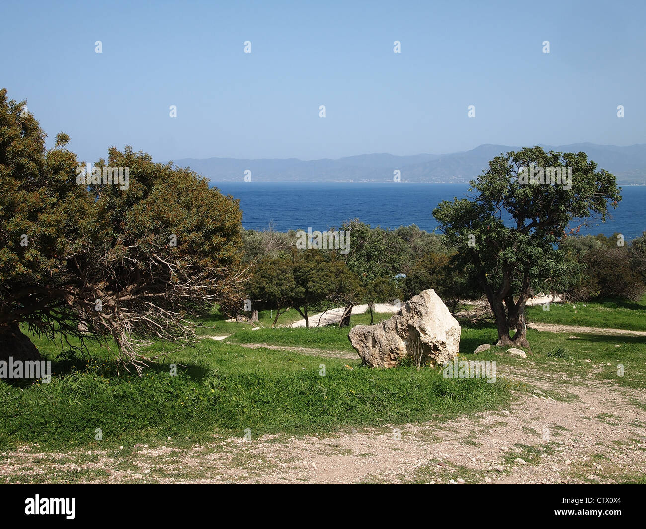 A path on a meadow full of olive trees Stock Photo - Alamy