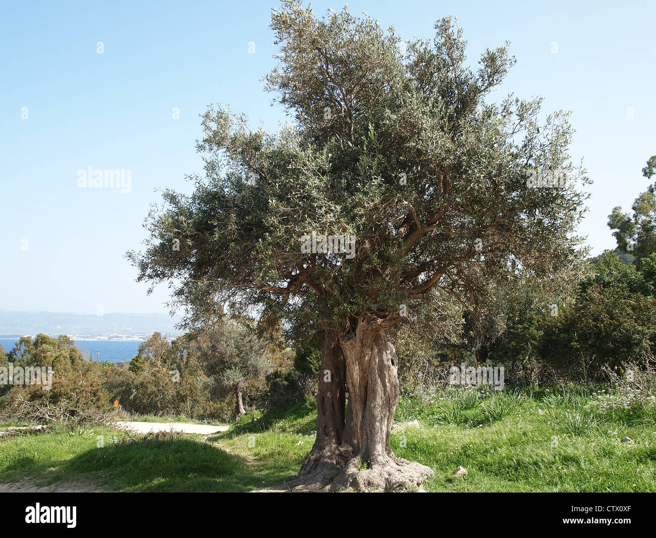 Cyprus olive grove branch hi-res stock photography and images - Alamy