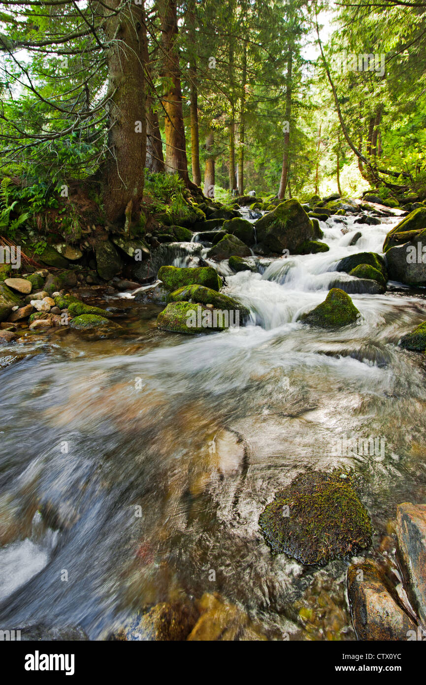 Mountain river flowing at summer forest landscape Stock Photo - Alamy