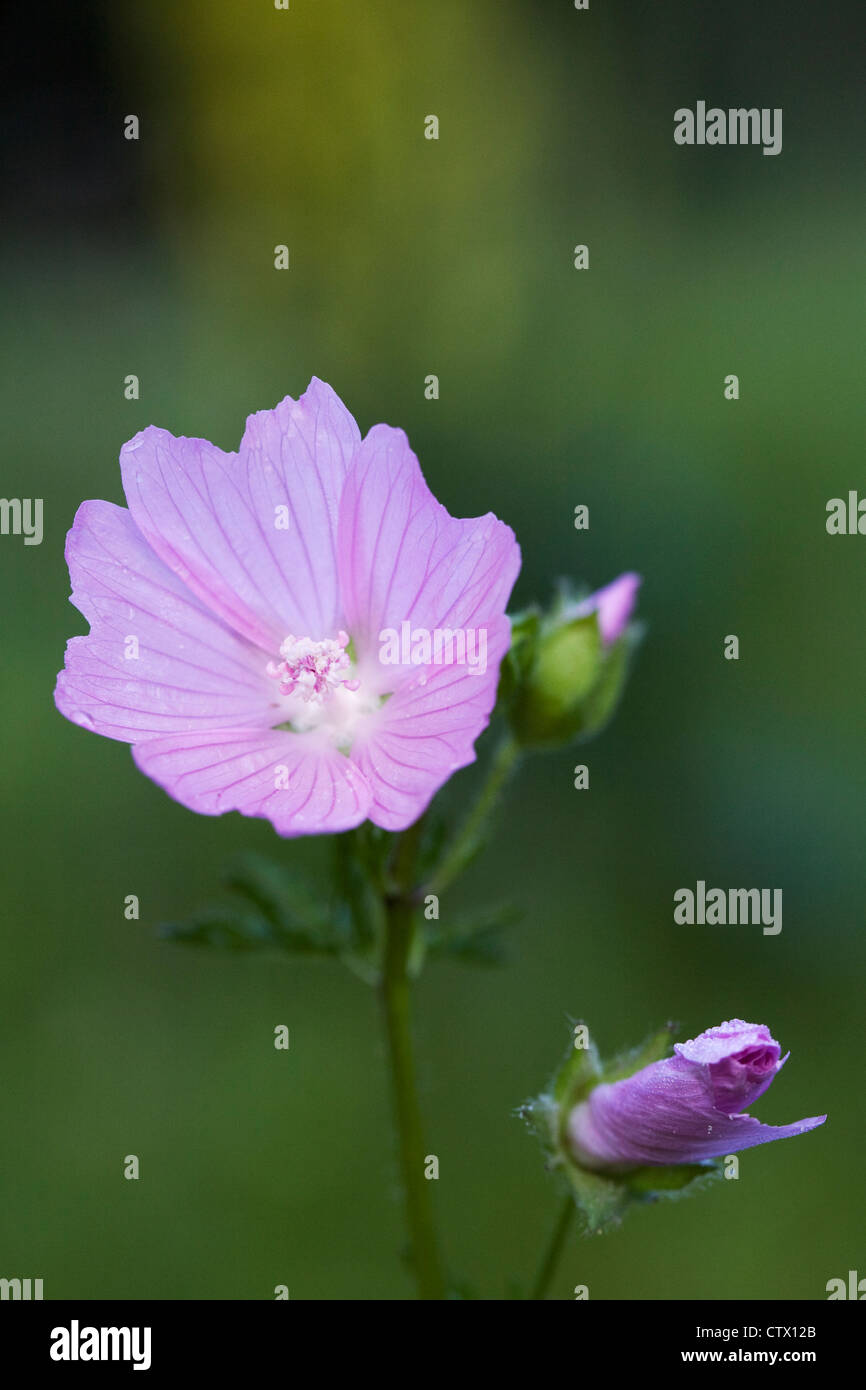 Sidalcea campestris in a wildflower meadow. Meadow Sidalcea Stock Photo ...