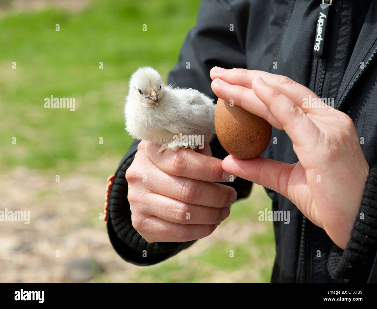 Tiny egg hi-res stock photography and images - Alamy