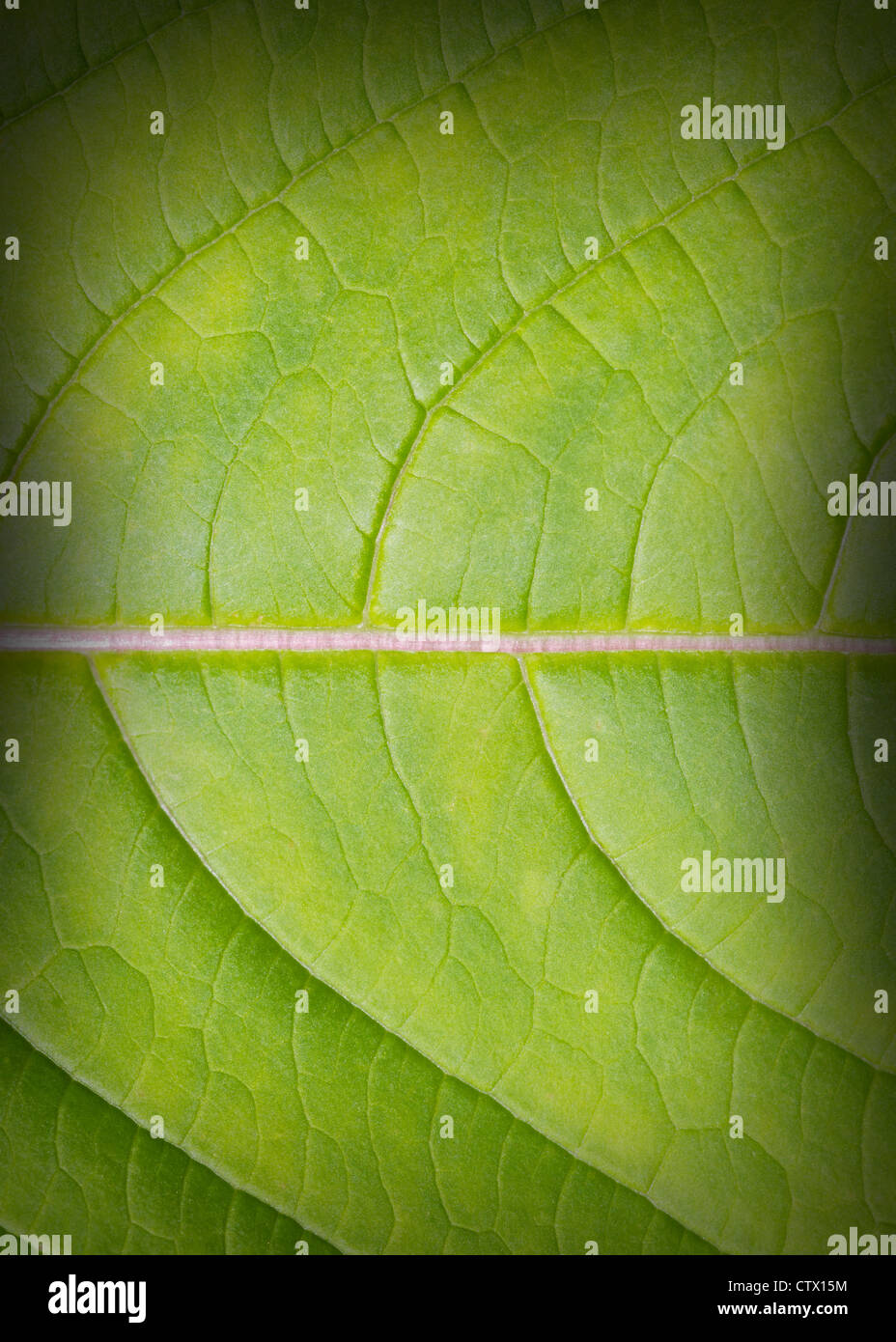 Leaf background and texture low key macro Stock Photo - Alamy