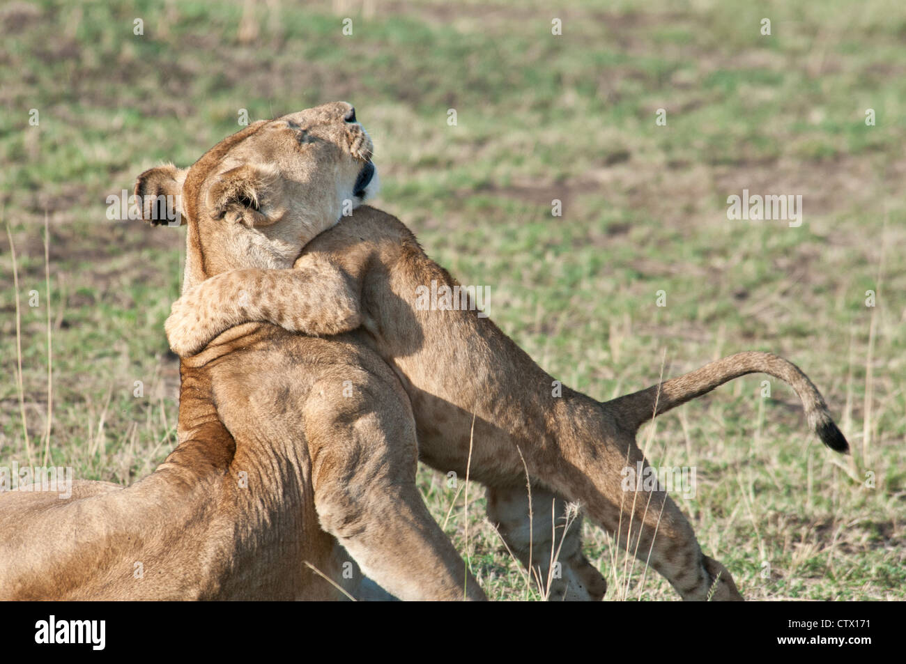 Lion Cub hugging Mother Lioness, Panthera leo, Masai Mara National Reserve, Kenya, Africa Stock ...