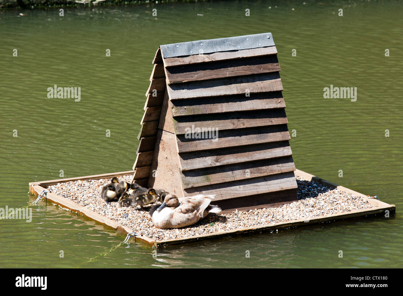 Wooden duck house hi-res stock photography and images - Alamy