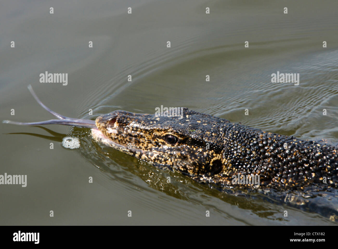 Water monitor swimming in Maduwa River (Madu Ganga), Sri Lanka Stock ...
