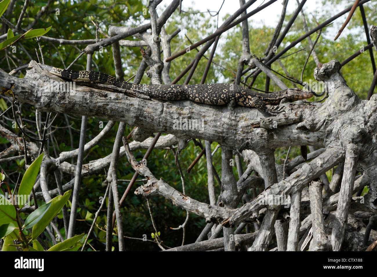 Sri lankan tree hi-res stock photography and images - Alamy