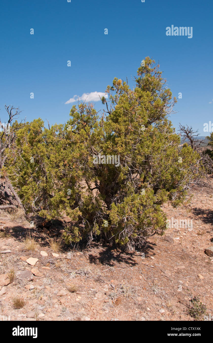 USA Utah, Utah juniper tree at Escalante in Petrified Forest state park ...