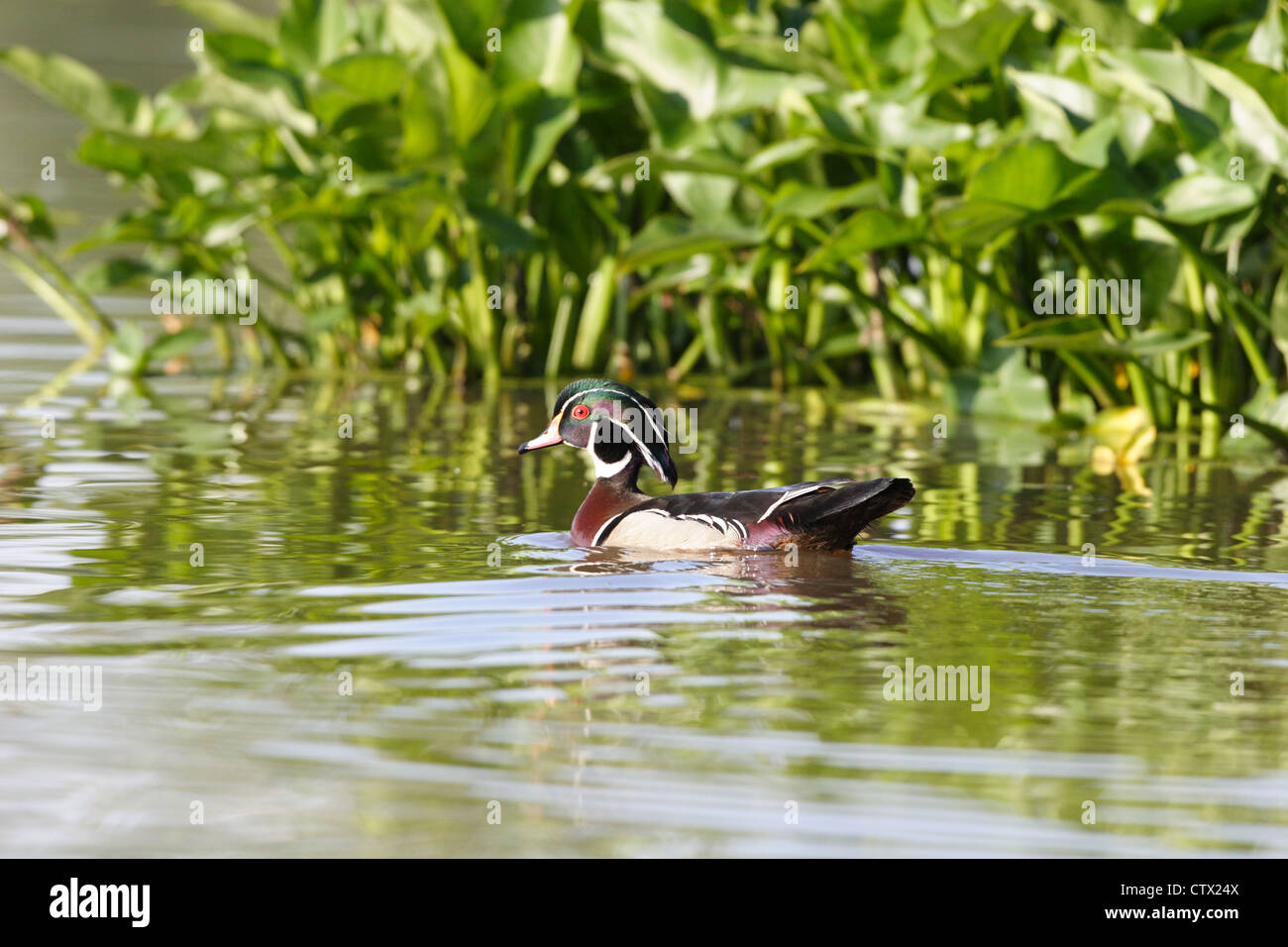 Dutch duck hi-res stock photography and images - Alamy