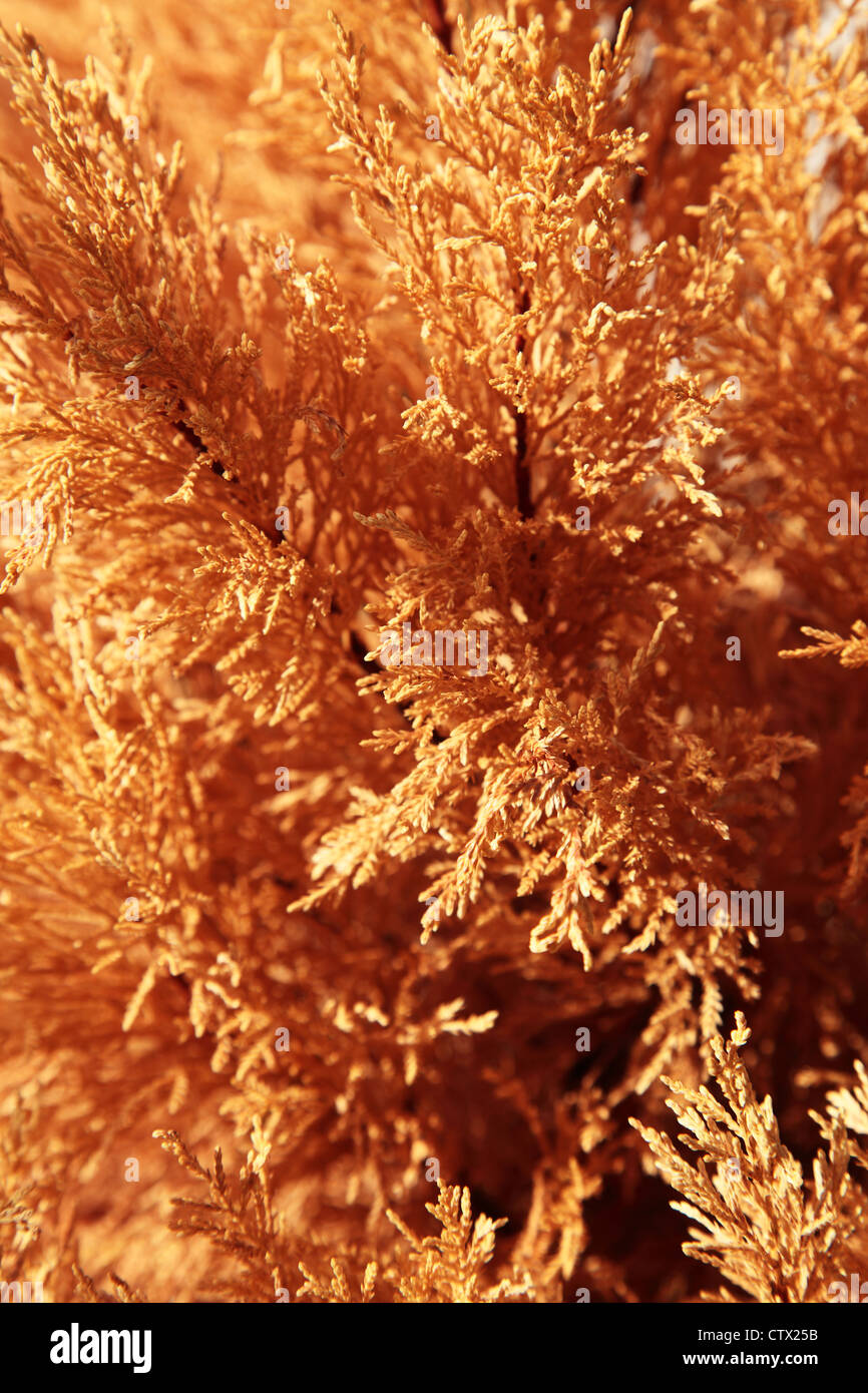 close up of fir tree Stock Photo - Alamy