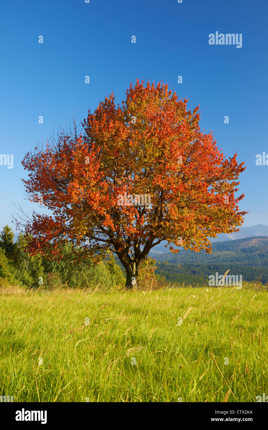 Single tree in autumn colour, Poland Stock Photo - Alamy
