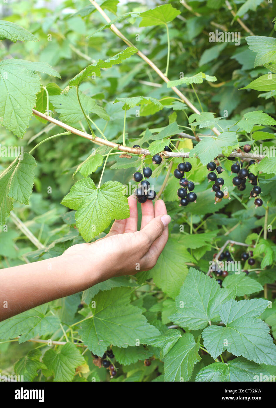 Woman picking black currant hi-res stock photography and images - Alamy