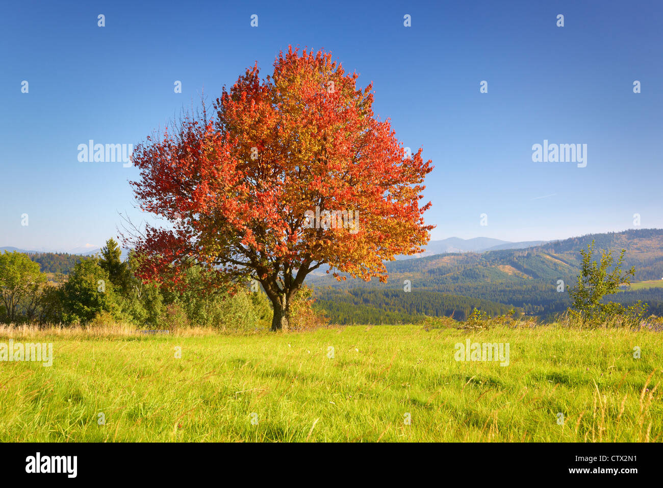 Single tree in autumn colour, Silesian Beskid Landscape Park, Poland ...