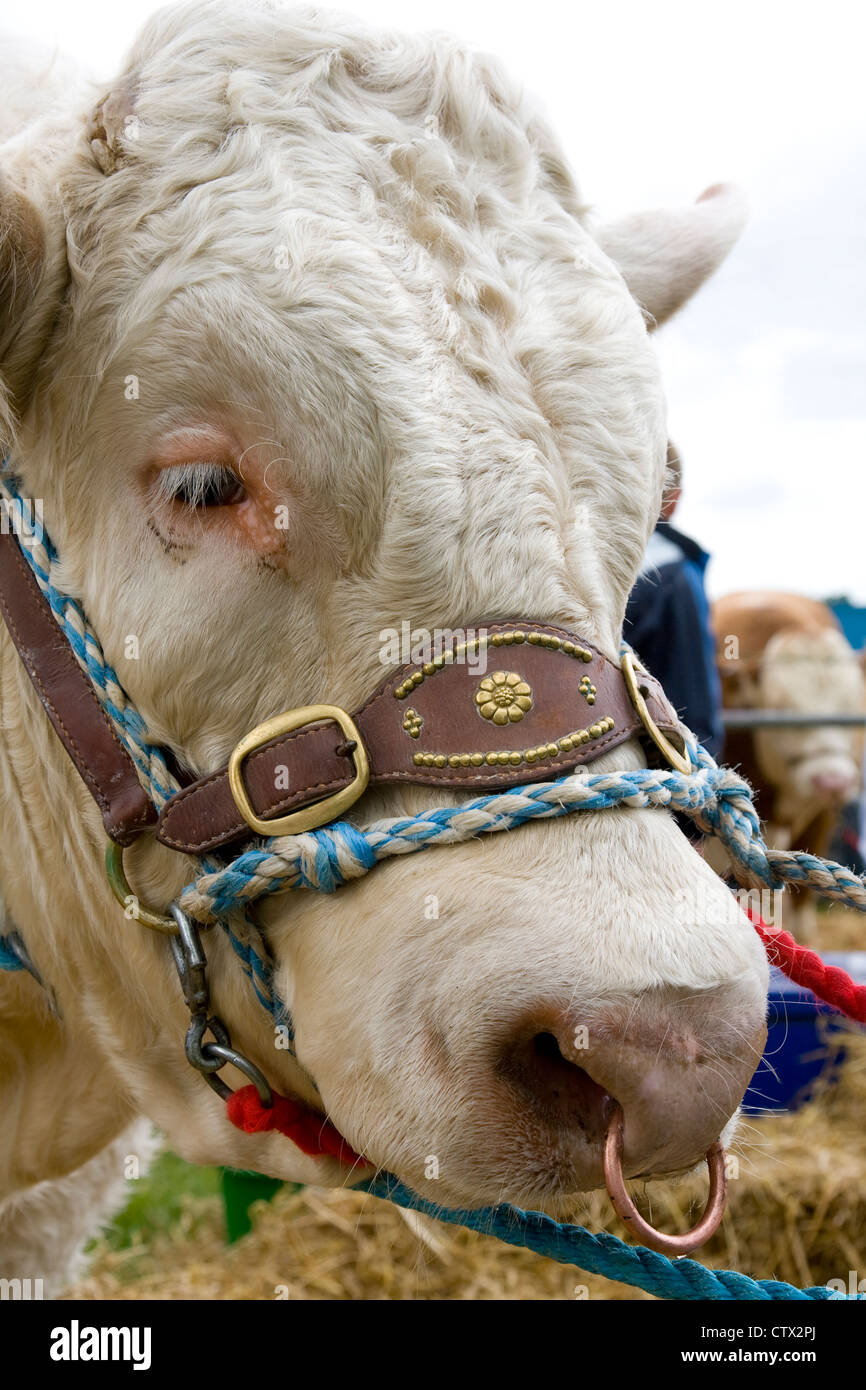 Bulls head hi-res stock photography and images - Alamy