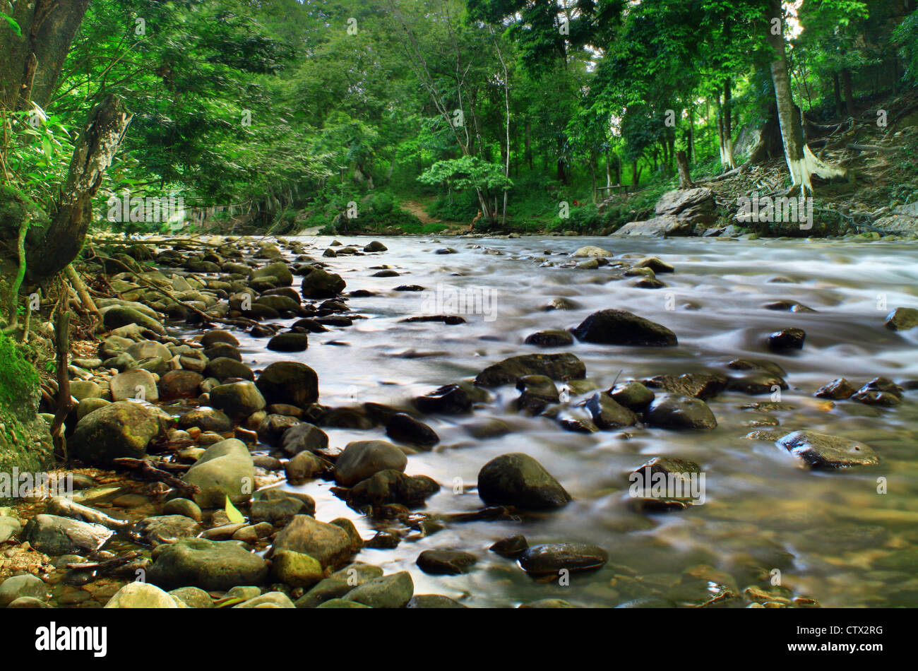 Summer woods with trees and rushing creek with rocks and foliage in ...