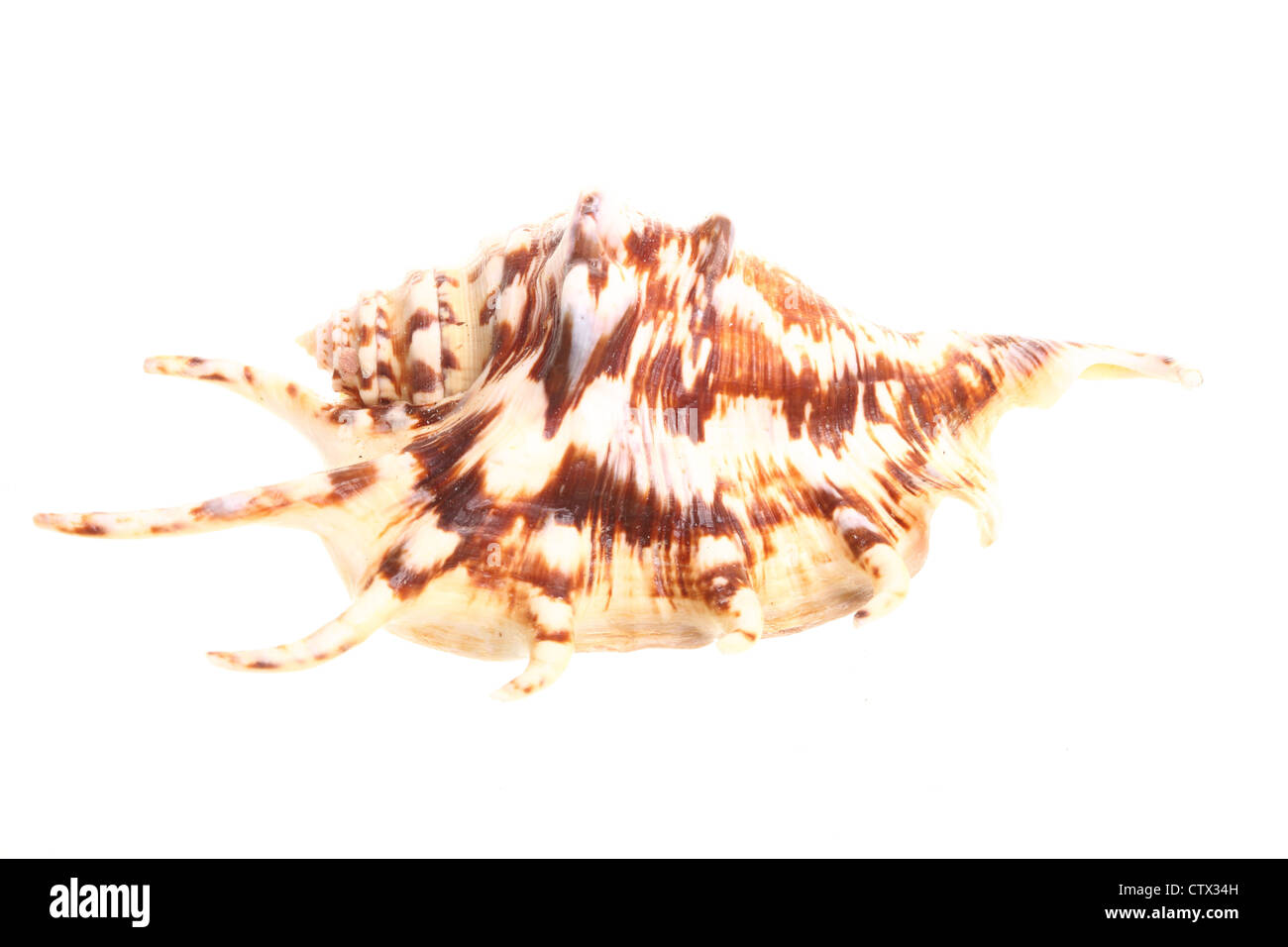 nature sea shell isolated on white Stock Photo - Alamy