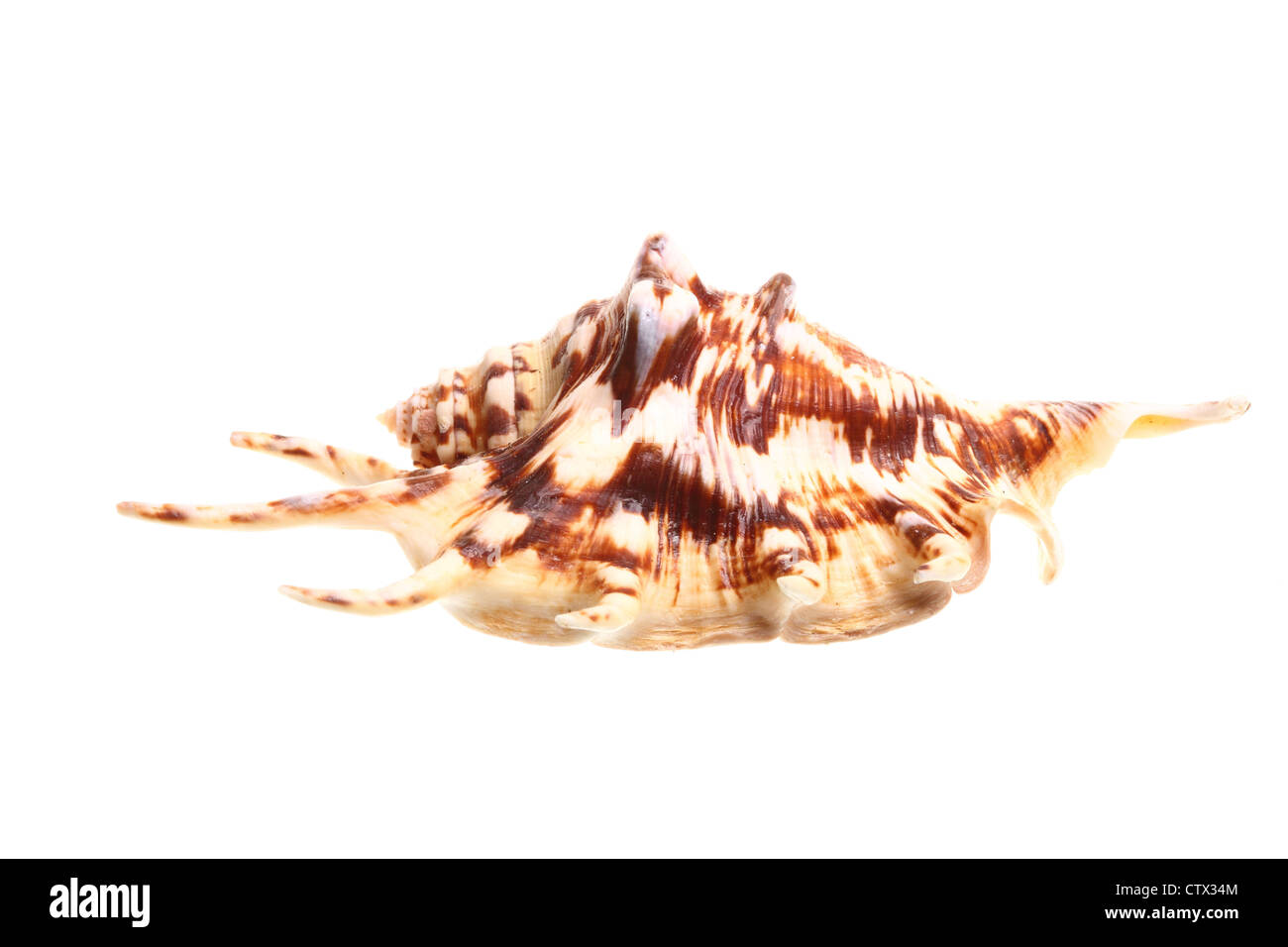 nature sea shell isolated on white Stock Photo - Alamy