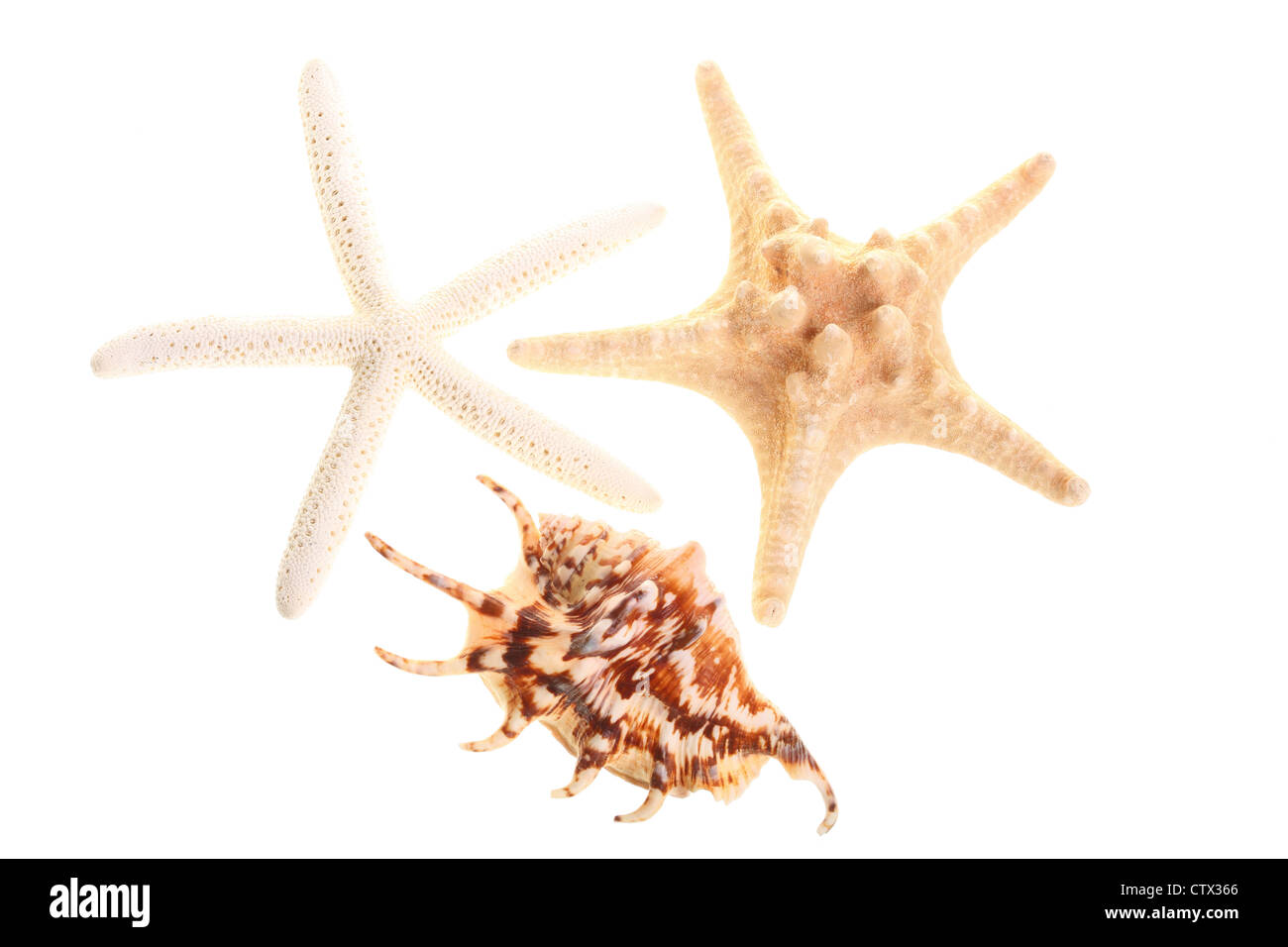 White finger starfish and seashells on white background Stock Photo - Alamy