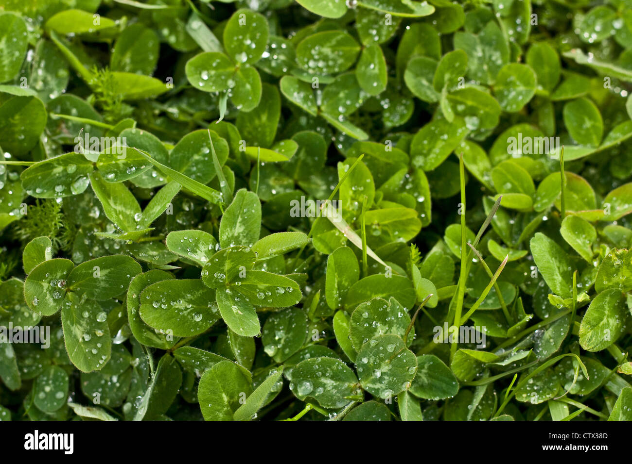 Lucky shamrocks hi-res stock photography and images - Alamy