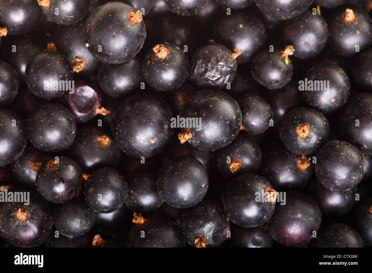 Heap of black currant. Textured background nature blackcurrant Stock ...