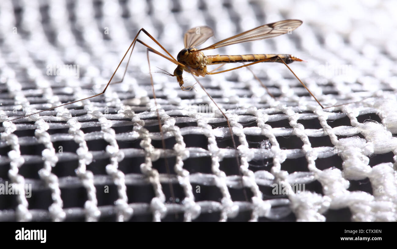 Mosquito culex pipiens hi-res stock photography and images - Alamy