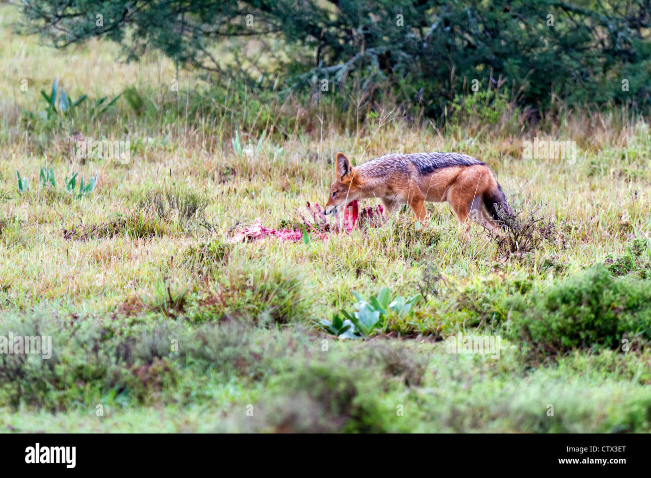 Springbok carcass hi-res stock photography and images - Alamy