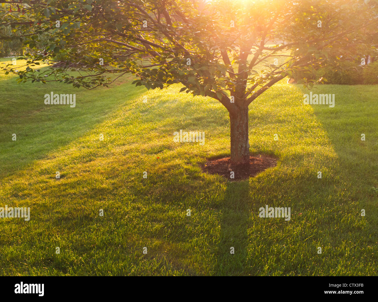 tree in morning sunlight Stock Photo - Alamy