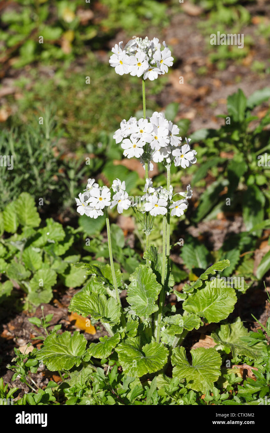 Primula malacoides - commonly known as Primula Lollipops, Fairy ...