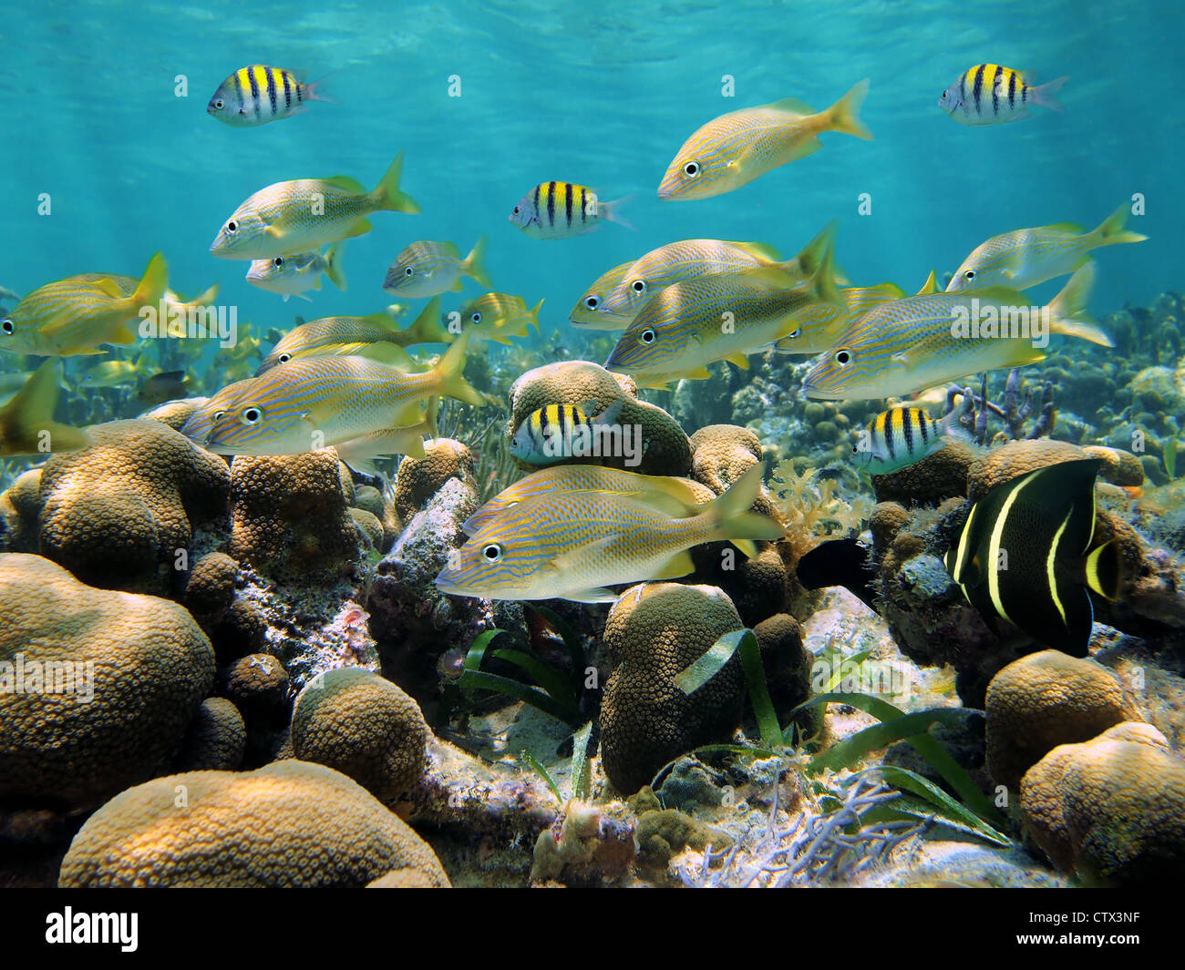 School Of Tropical Fish