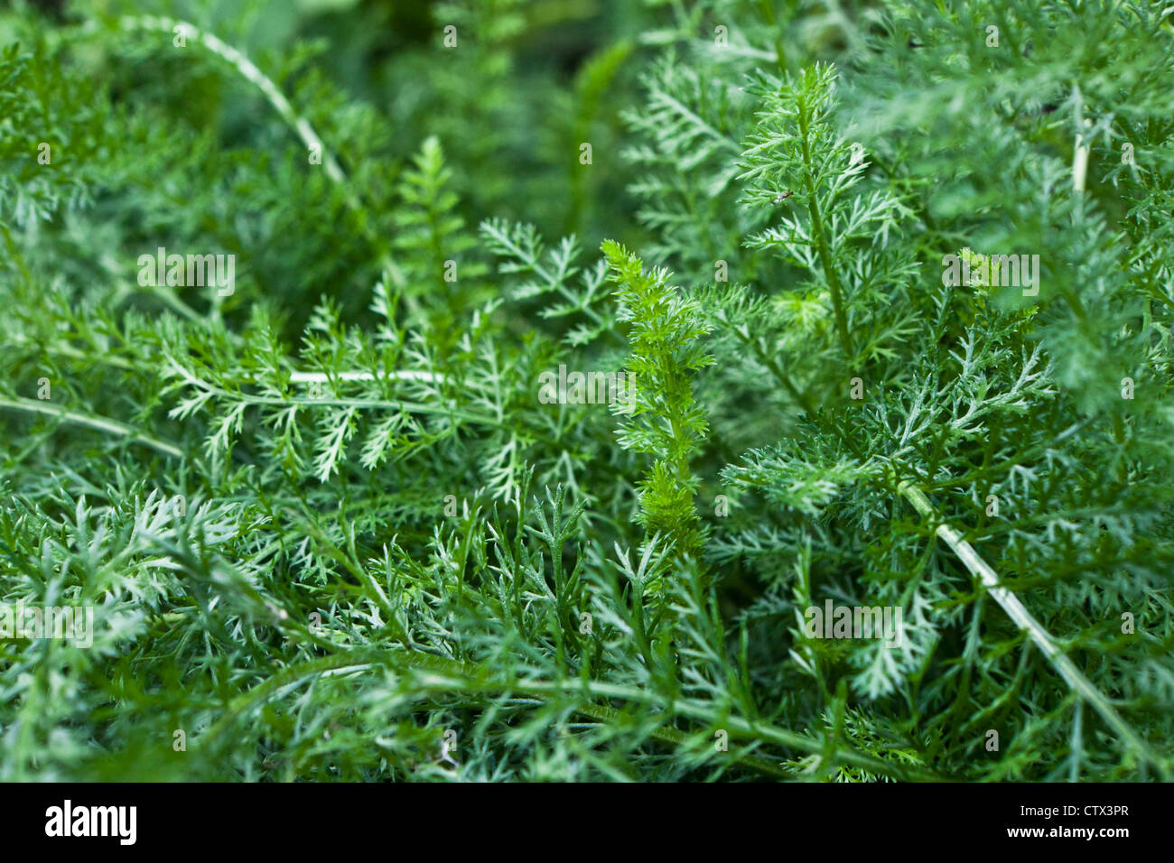 Yarrow leaves hi-res stock photography and images - Alamy