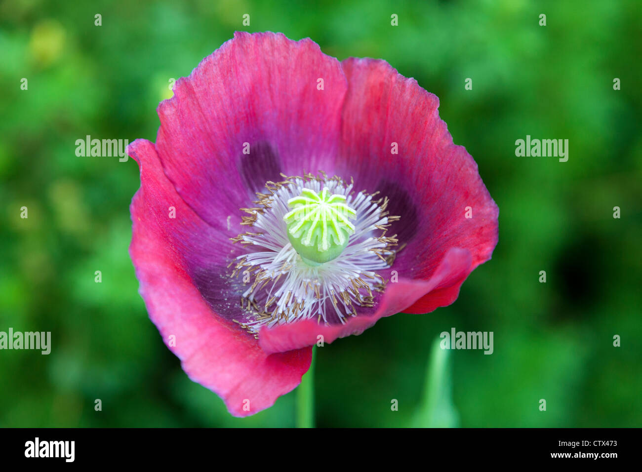 Waterperry Gardens – purple poppy flower Stock Photo - Alamy