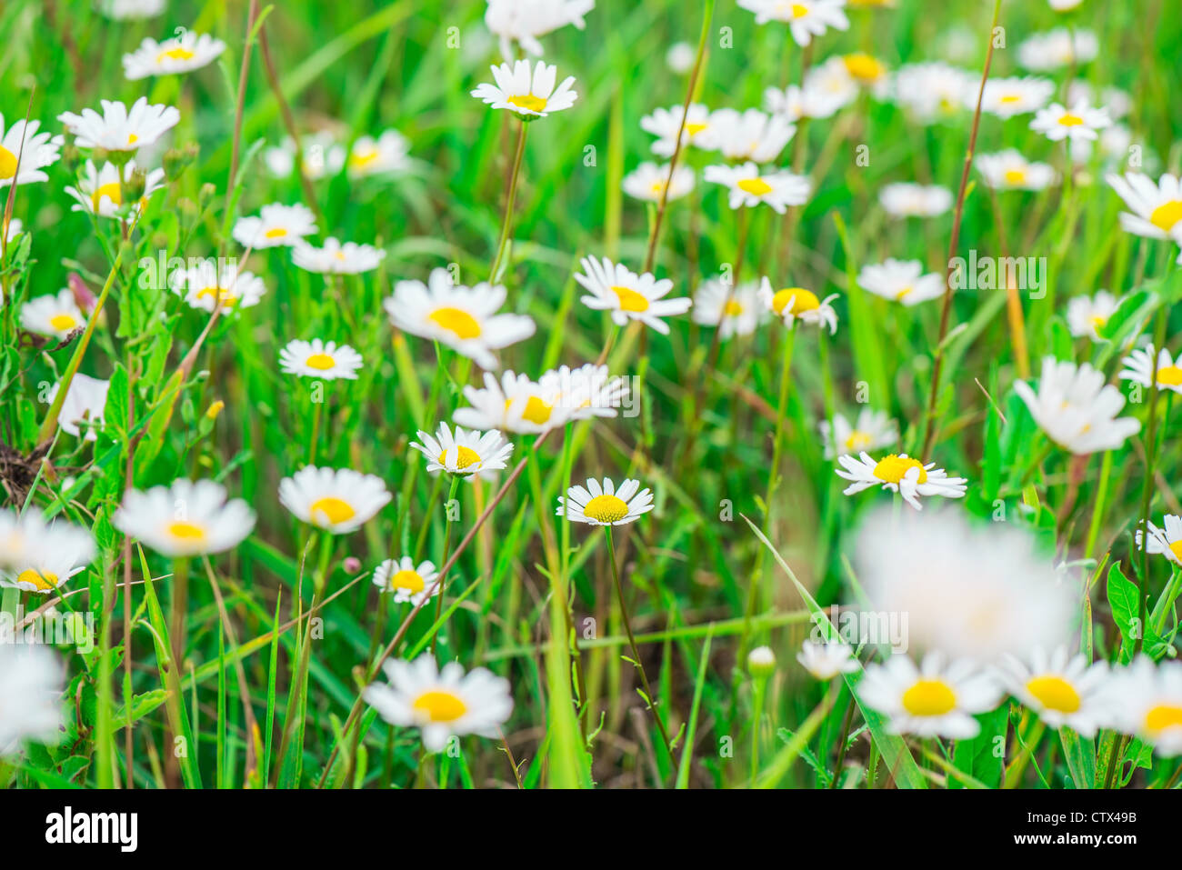 beautiful field of daisies Stock Photo - Alamy