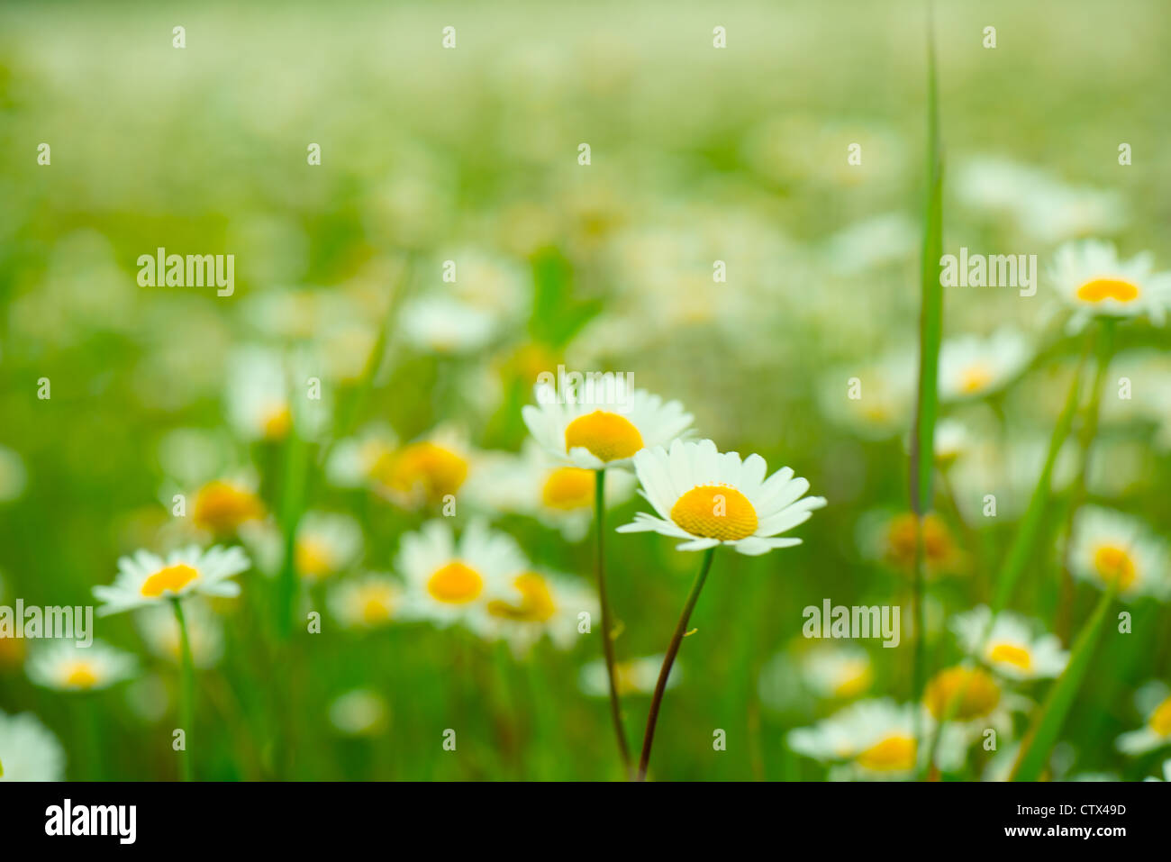 beautiful field of daisies Stock Photo - Alamy