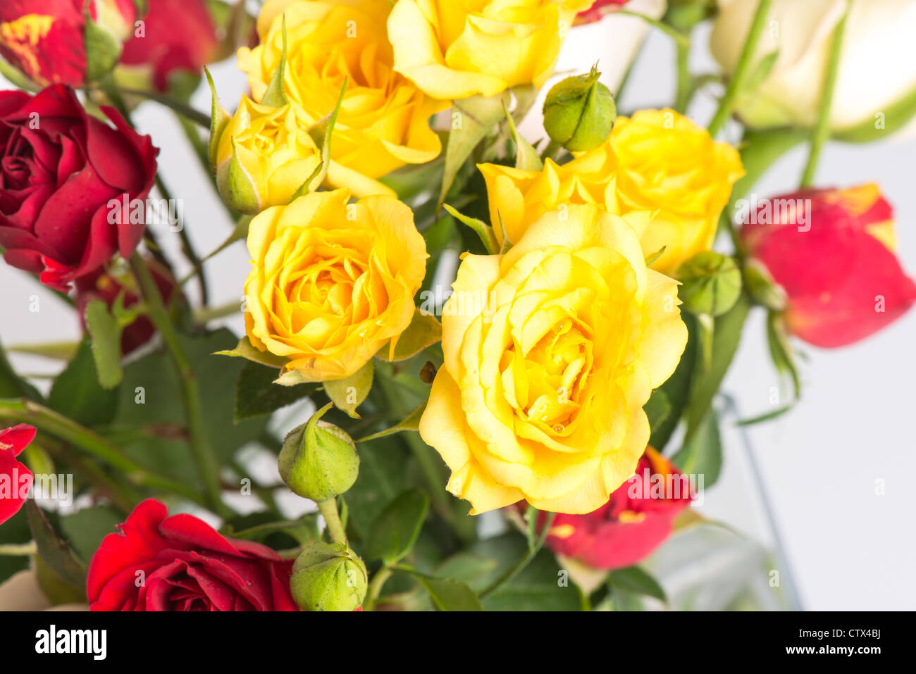 Celebration of botanical diversity hi-res stock photography and images ...