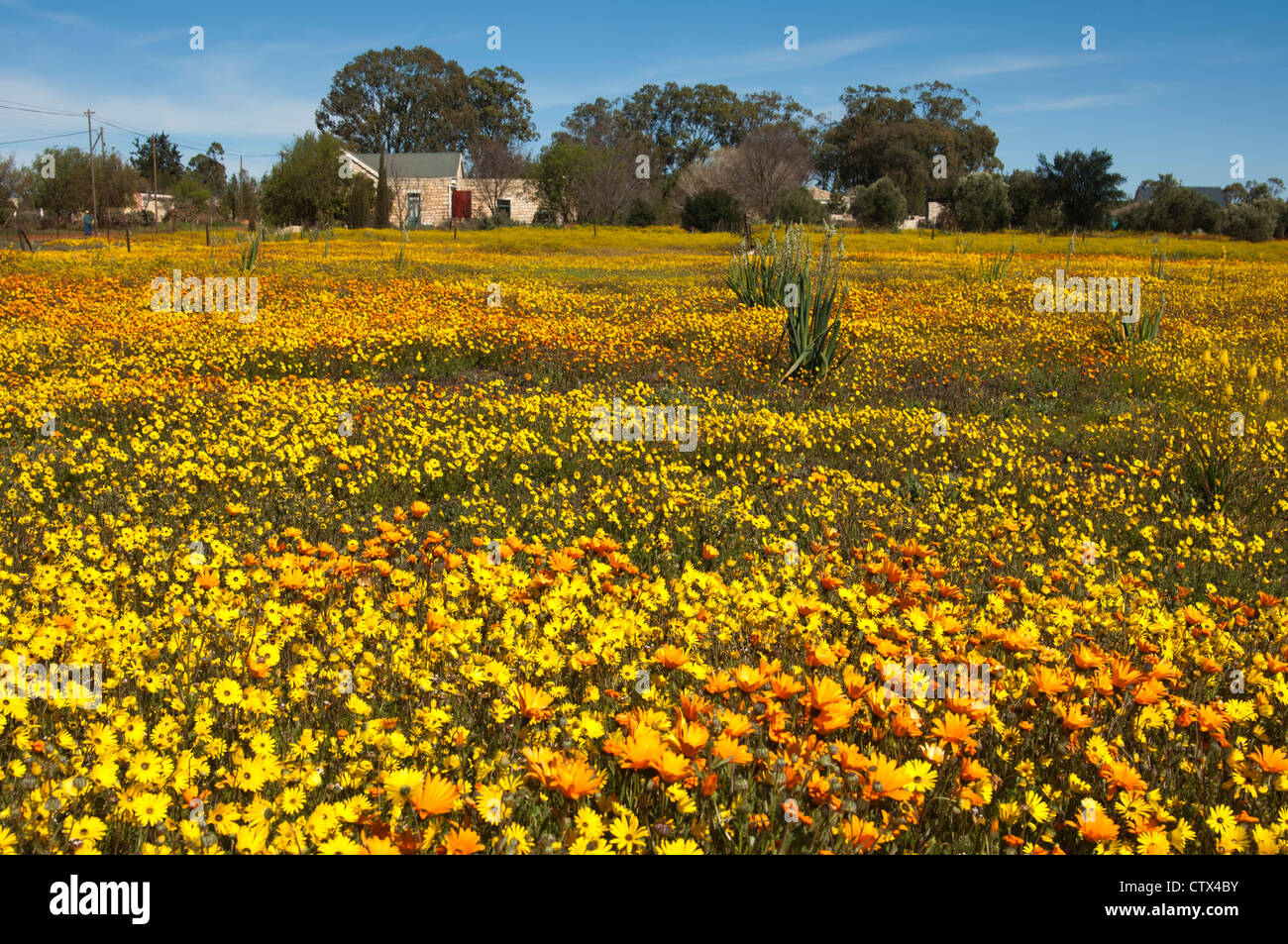 Namaqualand daisies hi-res stock photography and images - Alamy