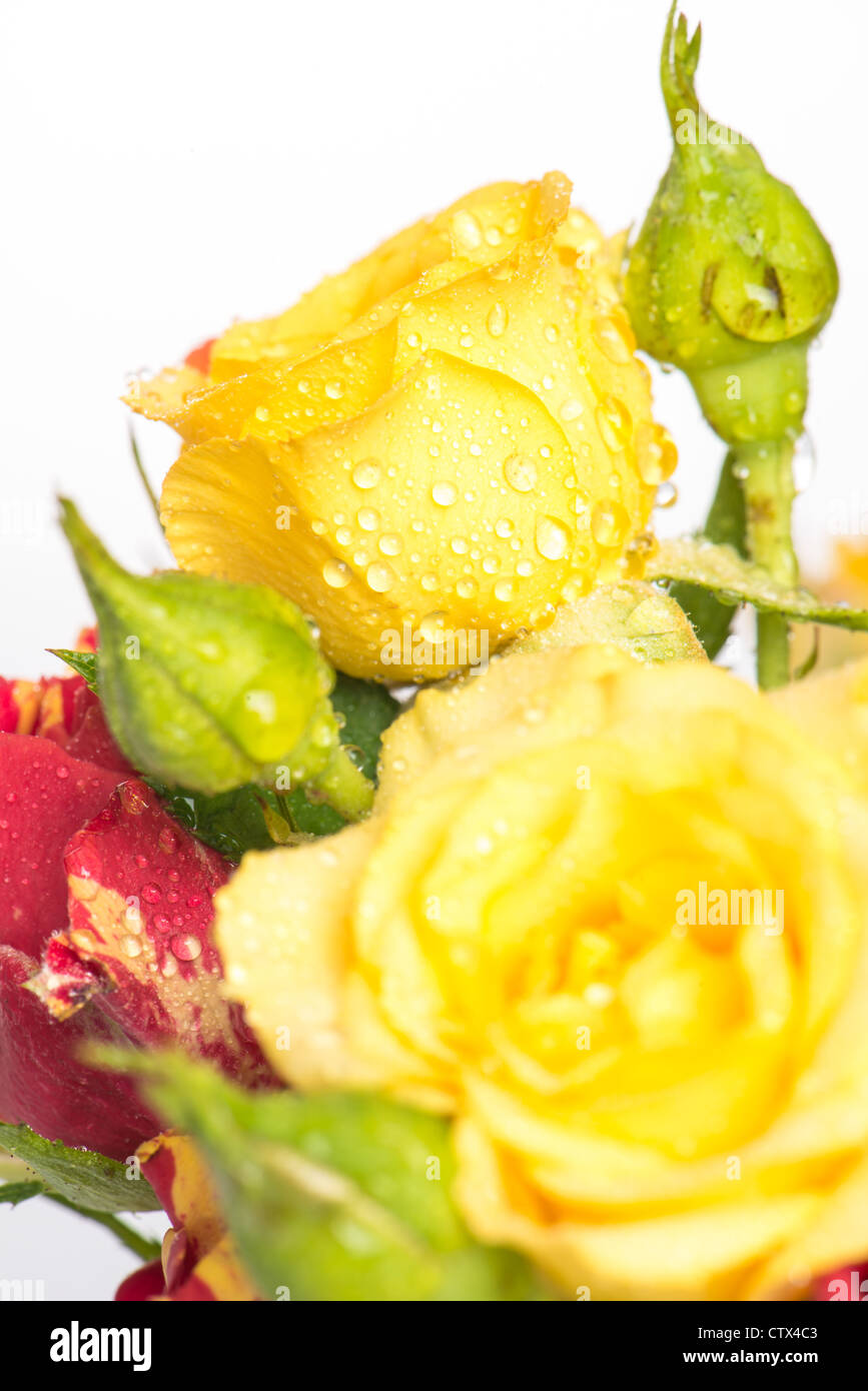 bouquet of red and yellow roses Stock Photo - Alamy