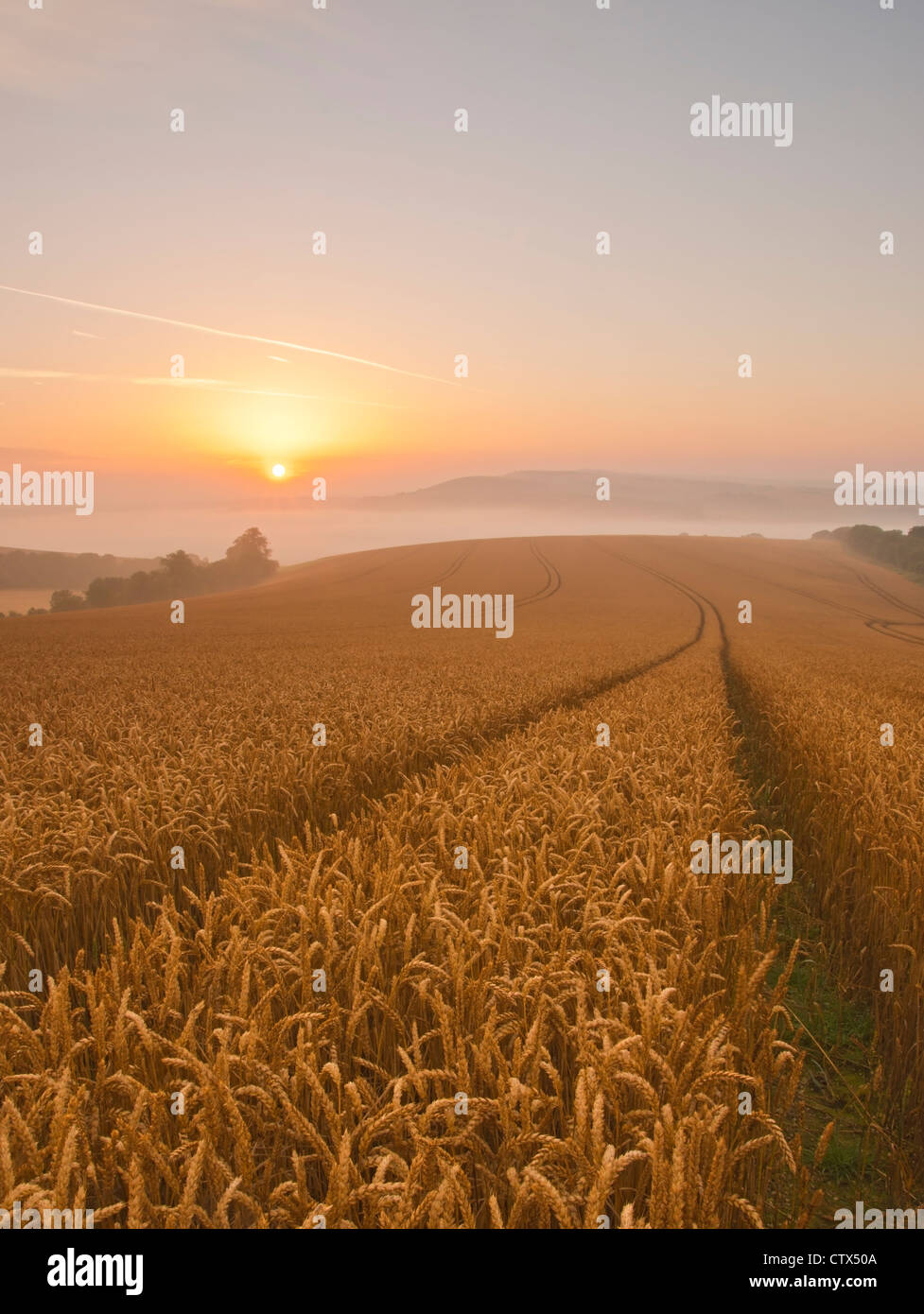Sunrise over corn field Stock Photo - Alamy