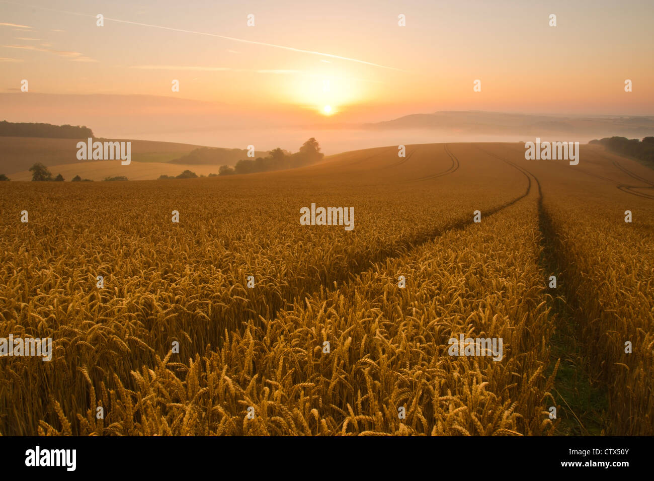 Sunrise over corn field Stock Photo - Alamy