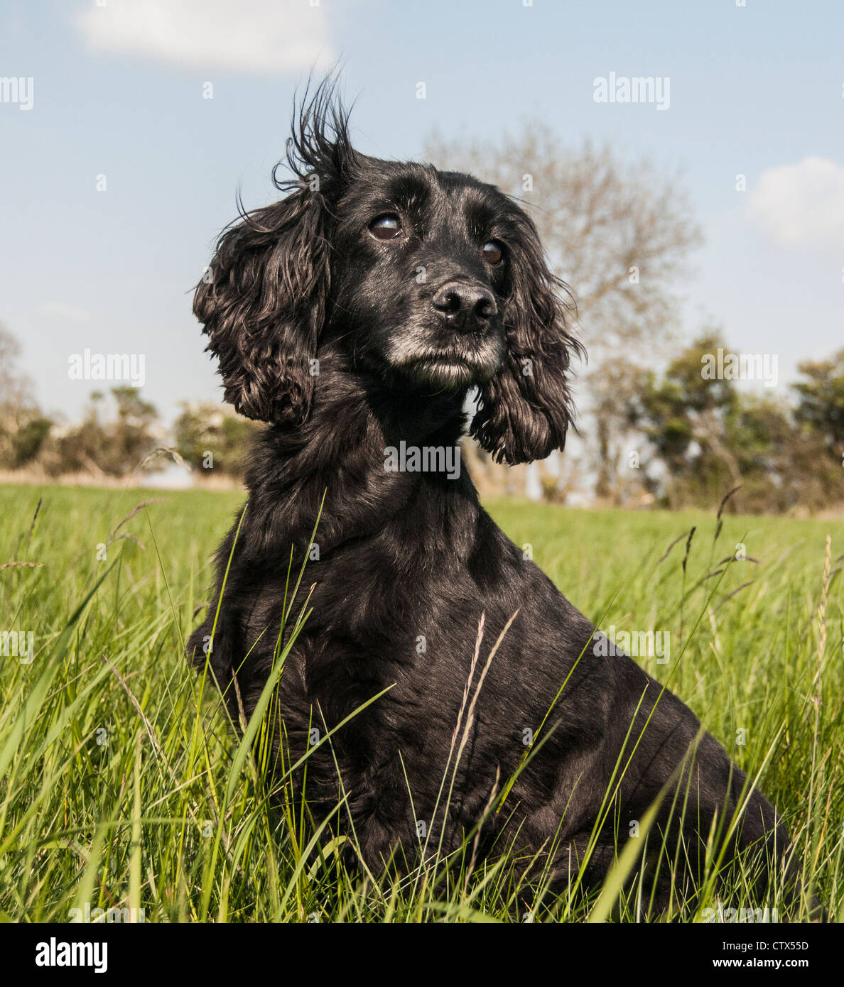 Black Field Spaniel