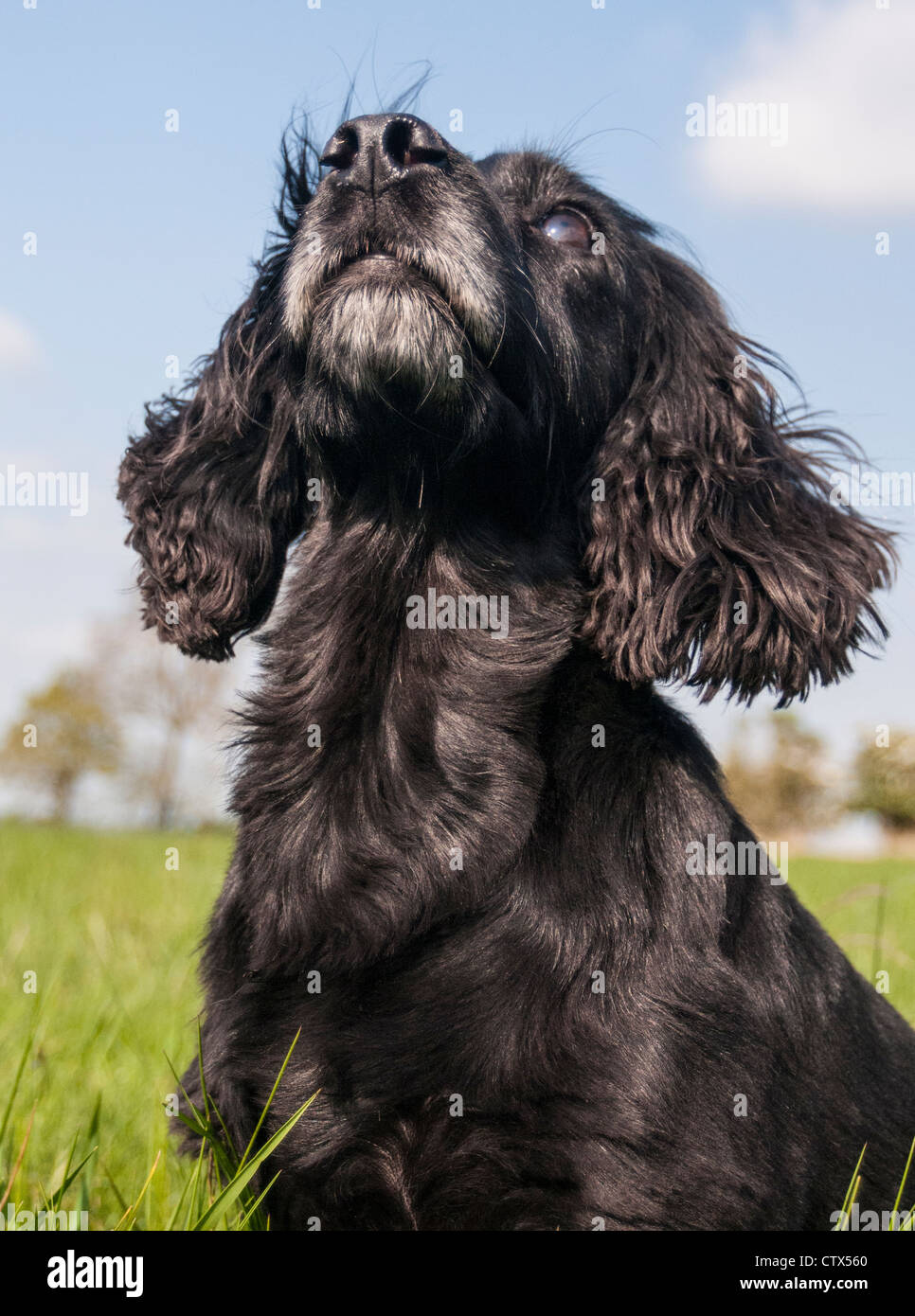 Black cocker spaniel hi-res stock photography and images - Alamy