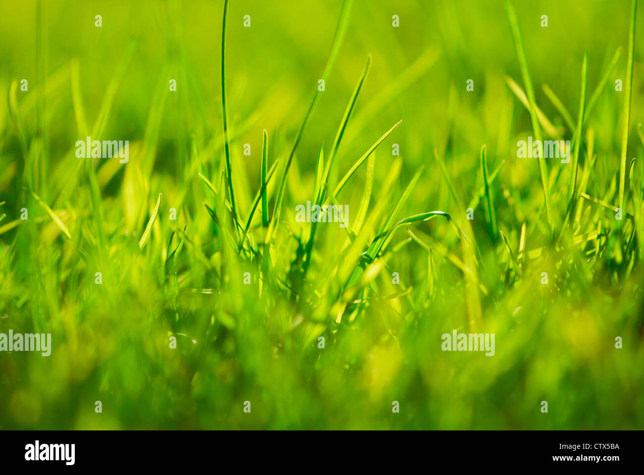 Green grass outdoor in the park Stock Photo - Alamy