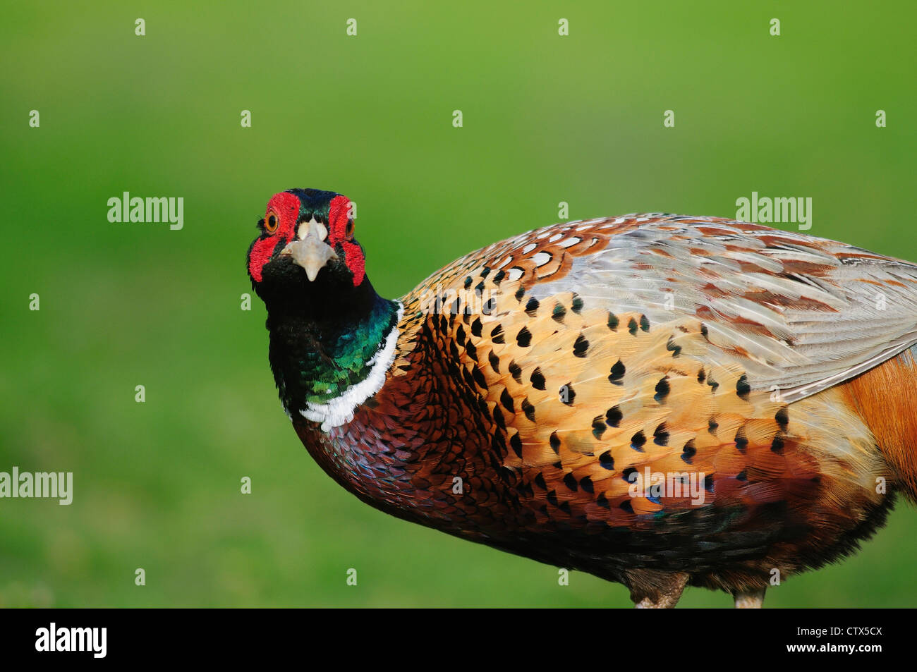 A common pheasant looking at the camera UK Stock Photo - Alamy