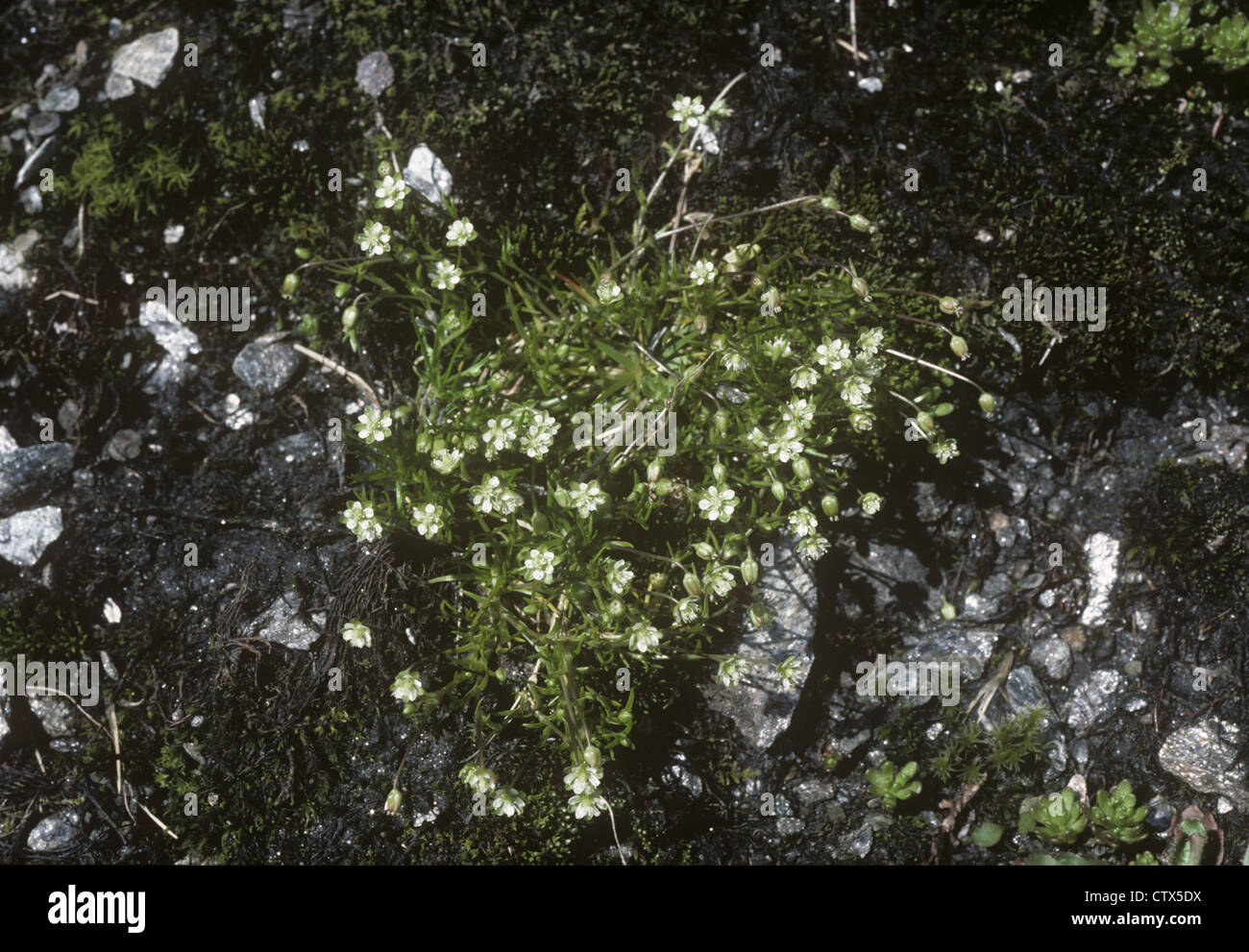 ALPINE PEARLWORT Sagina saginoides Stock Photo - Alamy