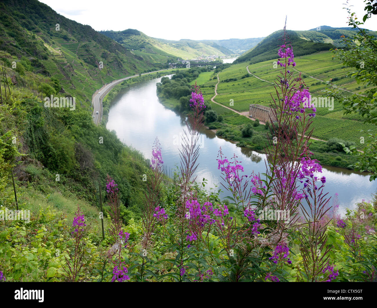 Vineyard at Moselle valley,Bremm,Rhineland-Palatine;Germany Stock Photo ...
