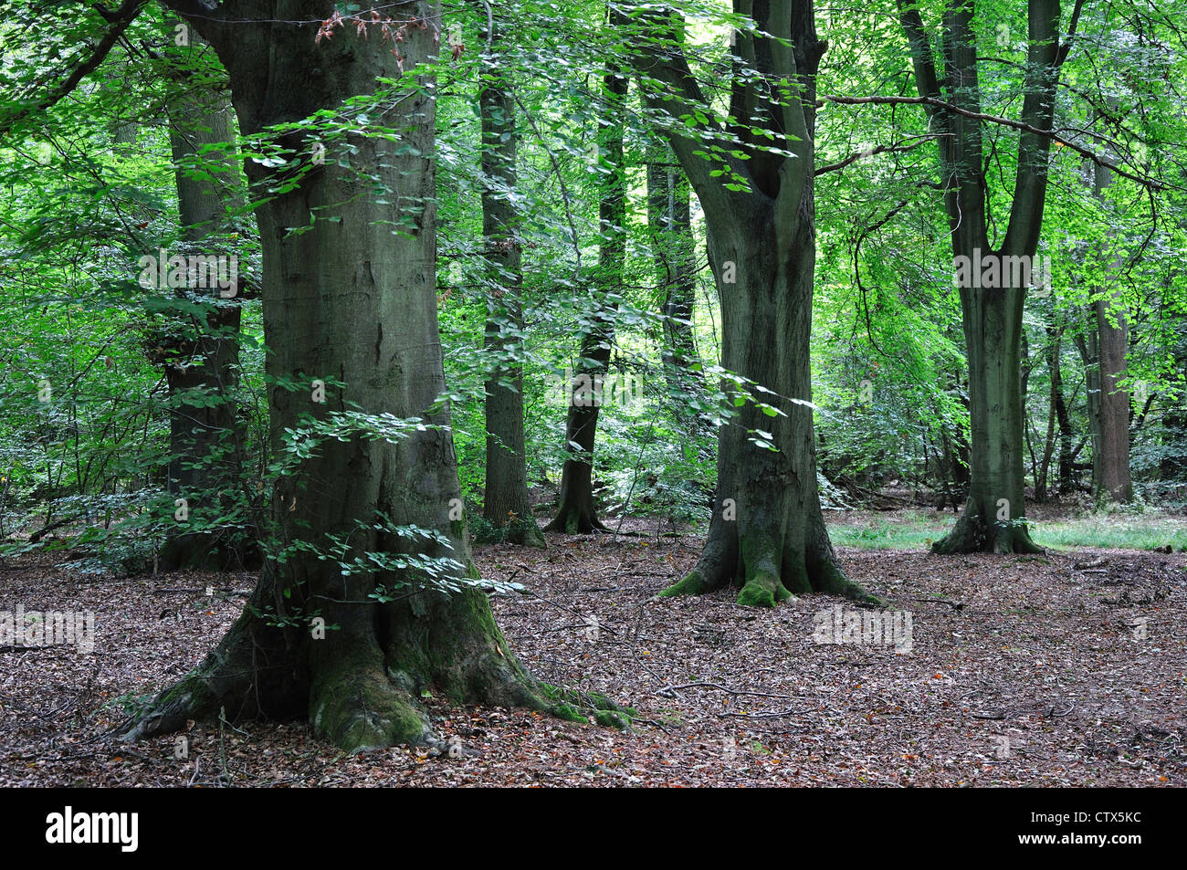 Nettlebed common oxfordshire hi-res stock photography and images - Alamy
