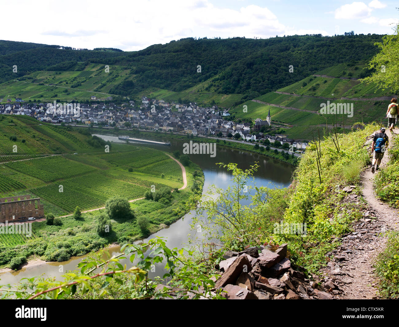 Vineyard at Moselle valley,Bremm,Rhineland-Palatine;Germany Stock Photo ...