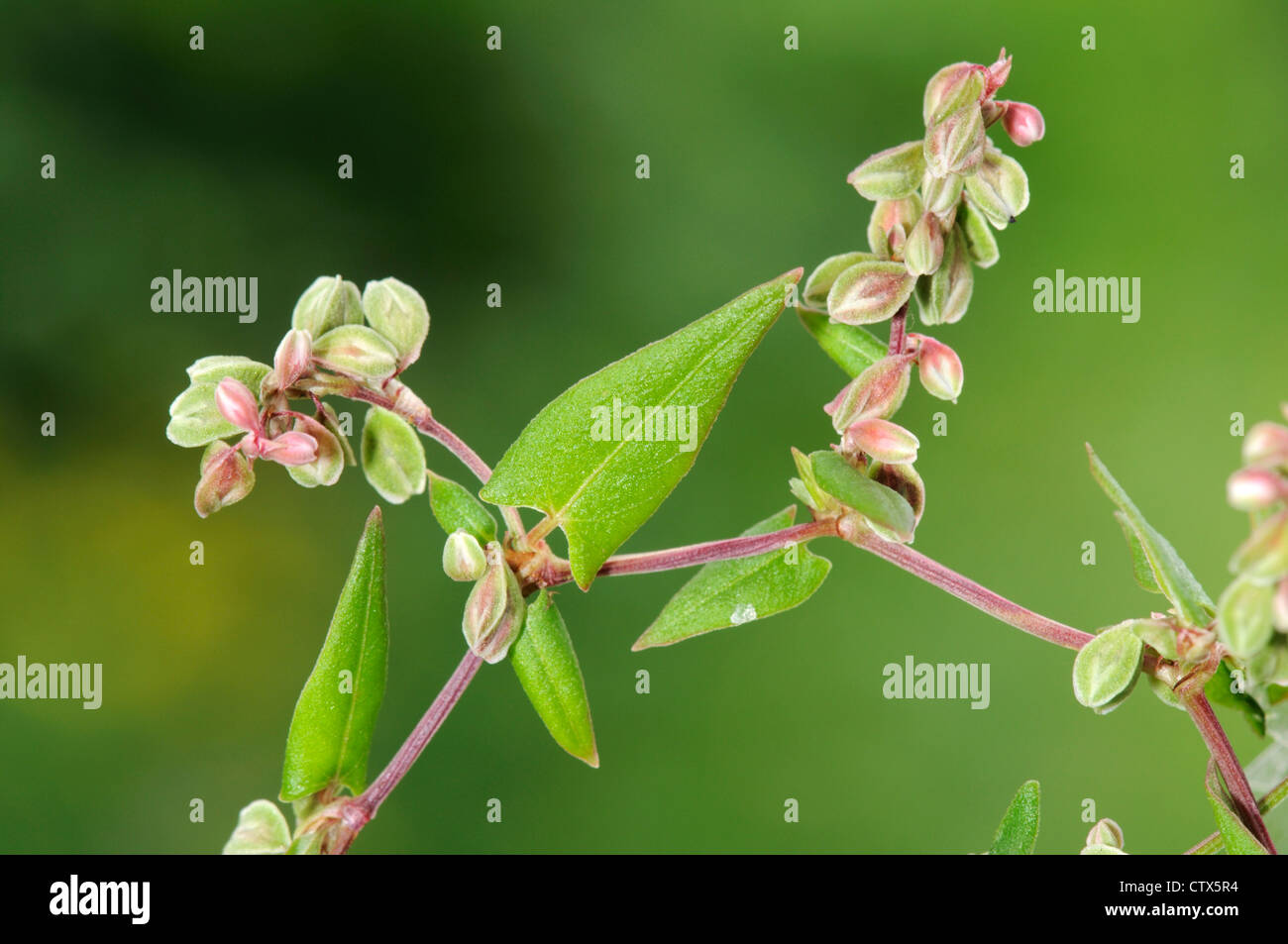 BLACK BINDWEED Fallopia convolvulus (Polygonaceae Stock Photo - Alamy