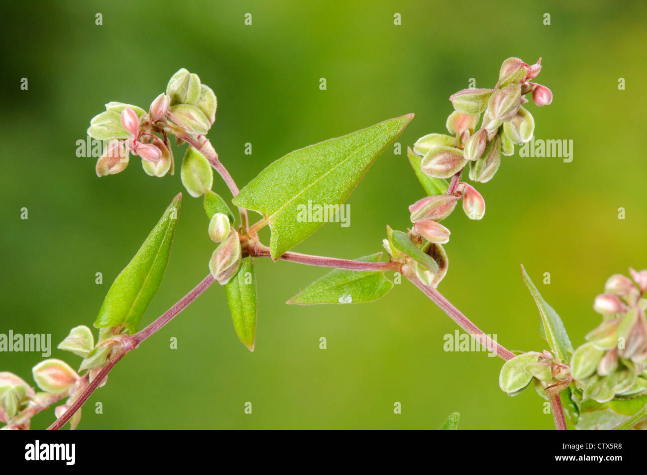 Fallopia convolvulus hi-res stock photography and images - Alamy