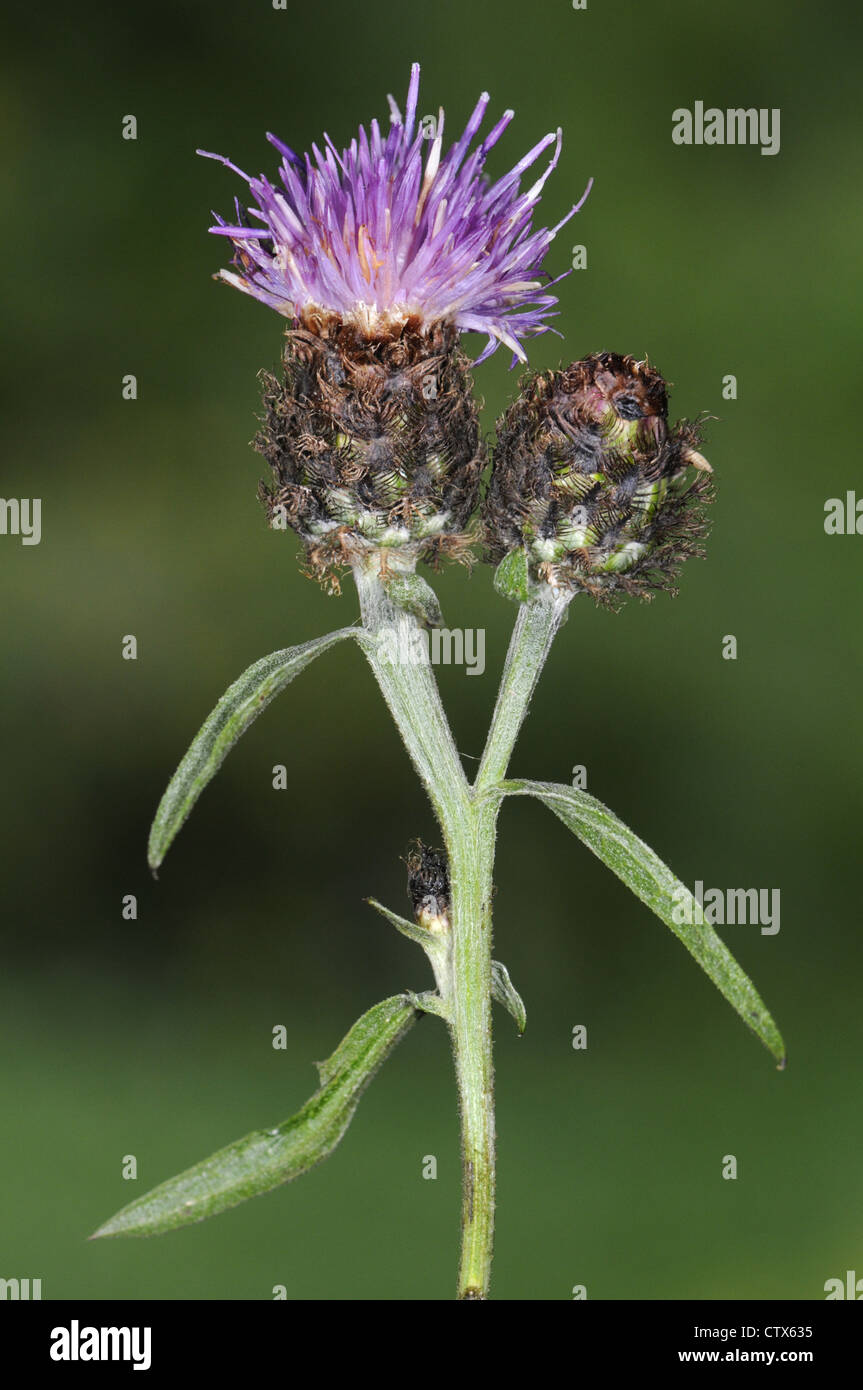 COMMON KNAPWEED Centaurea nigra (Asteraceae Stock Photo - Alamy