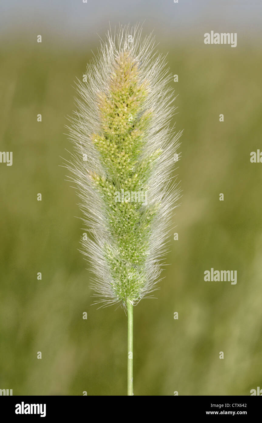 Annual Beard-grass Polypogon monspeliensis Stock Photo - Alamy